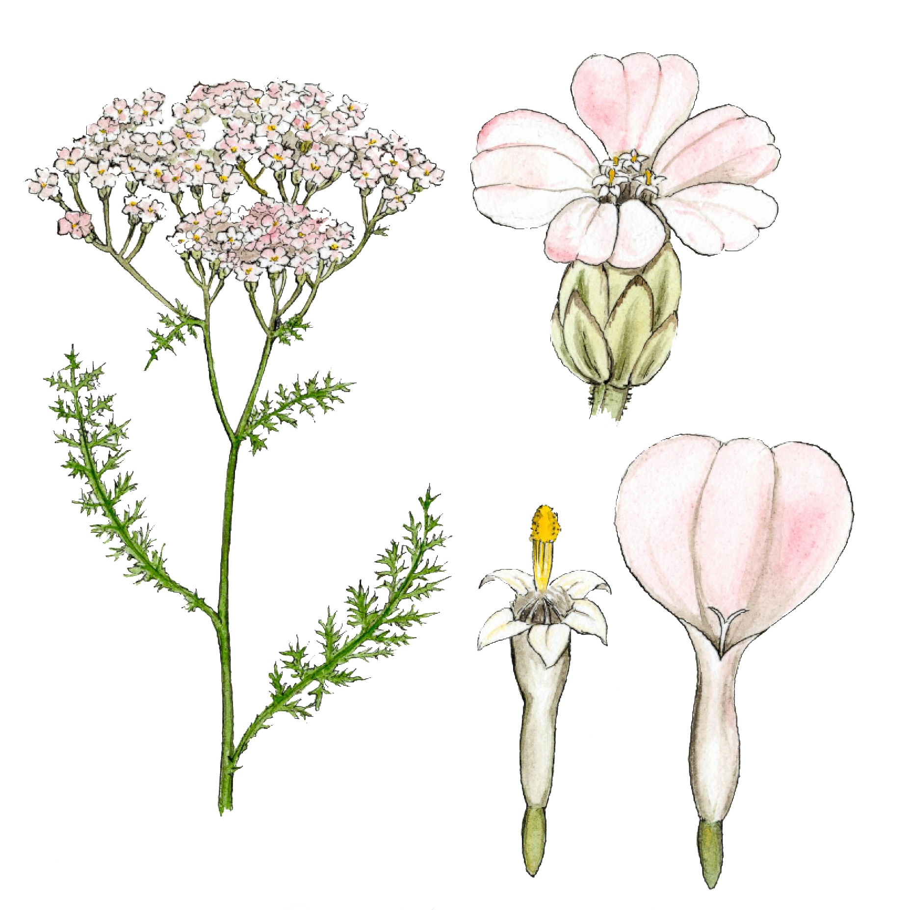 Pflanzenzeichnungen - Kreativpinsel